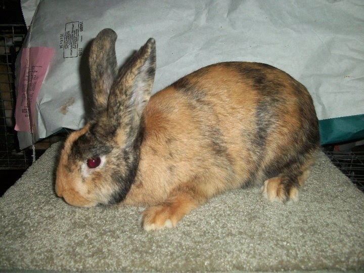 Livestock Breeds 101: Harlequin Rabbits