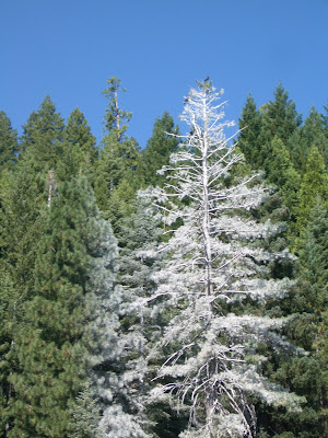 Walking Papers: Bird Shit Tree