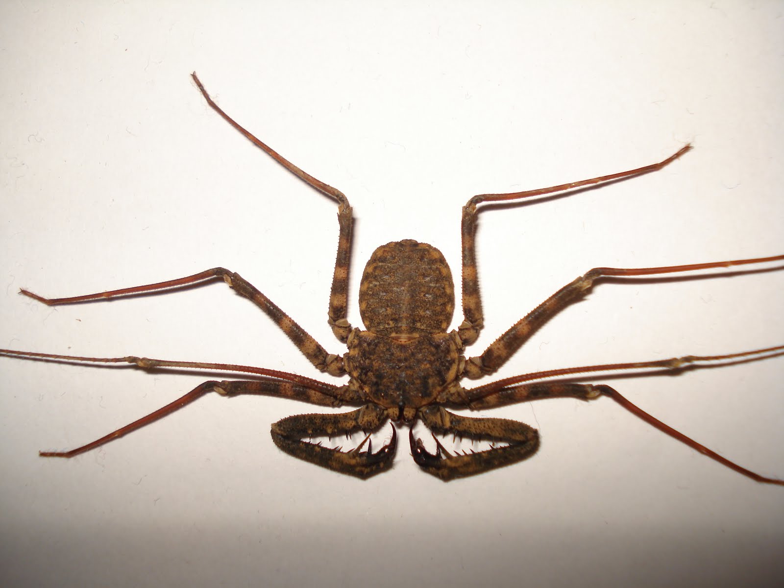 Amblypygid aka Whip Spider :( | Jo & Adam 'n S. Africa