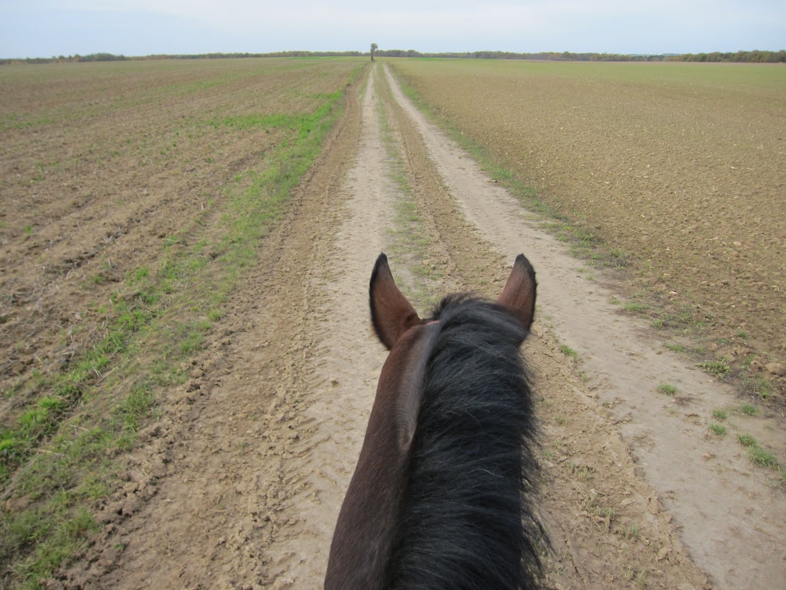 Mon carnet de bord équestre...: Balade au pas et bébé chien tout mignon