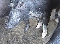 One Blog for the Kids!: Philippines: A rare mule-footed hog