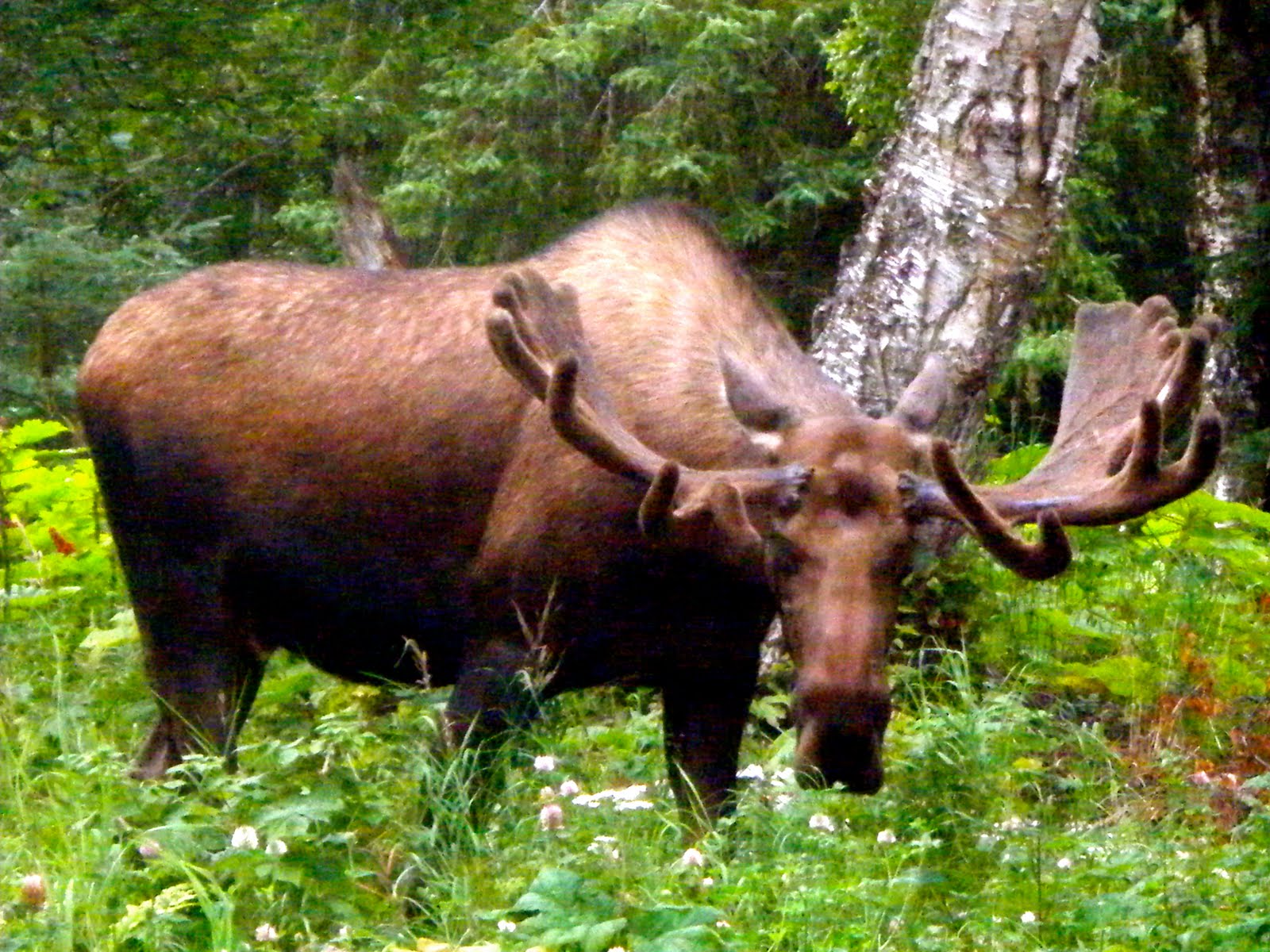 runningbrooke: Humpy's Marathon in Anchorage, Alaska!
