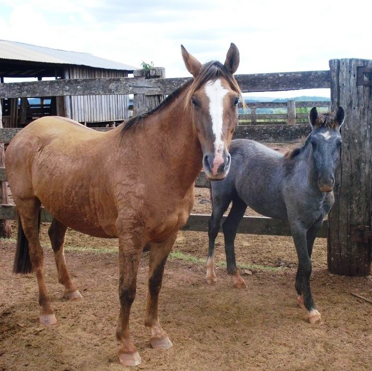 Bonito Pantanal MS: Fazenda Cabeceira do Prata recebe novas éguas
