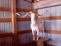 GDA - Grupo Defesa Animal: Os maiores chifres de bode