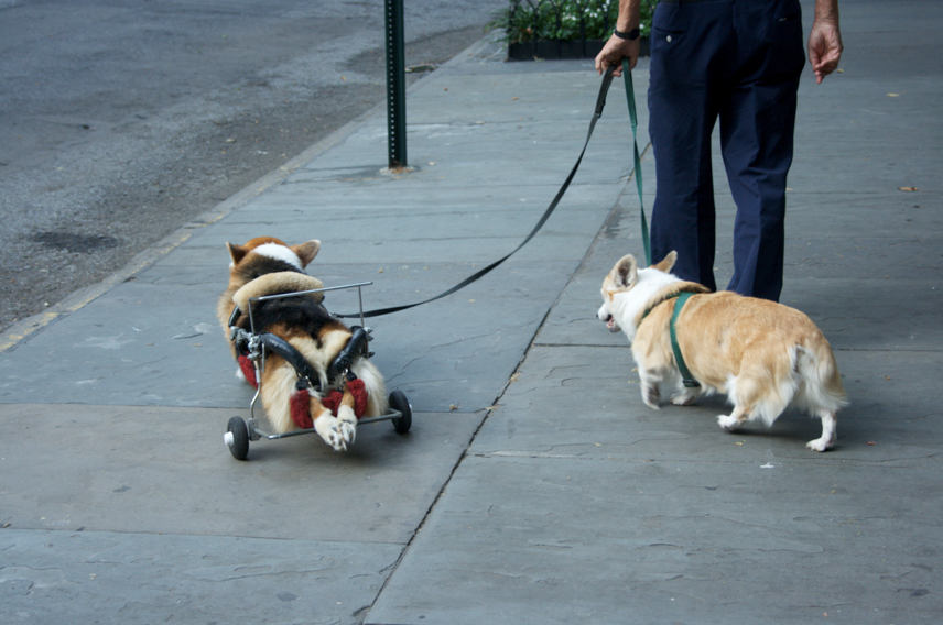 The Awkward Unicorn: Corgi On Wheels
