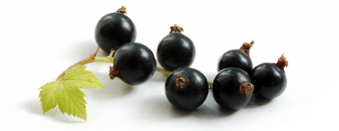 Fruthífera: O que é cassis?