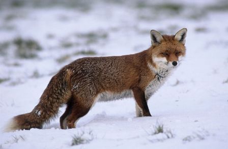 A caccia di tracce - LessiniaGPS