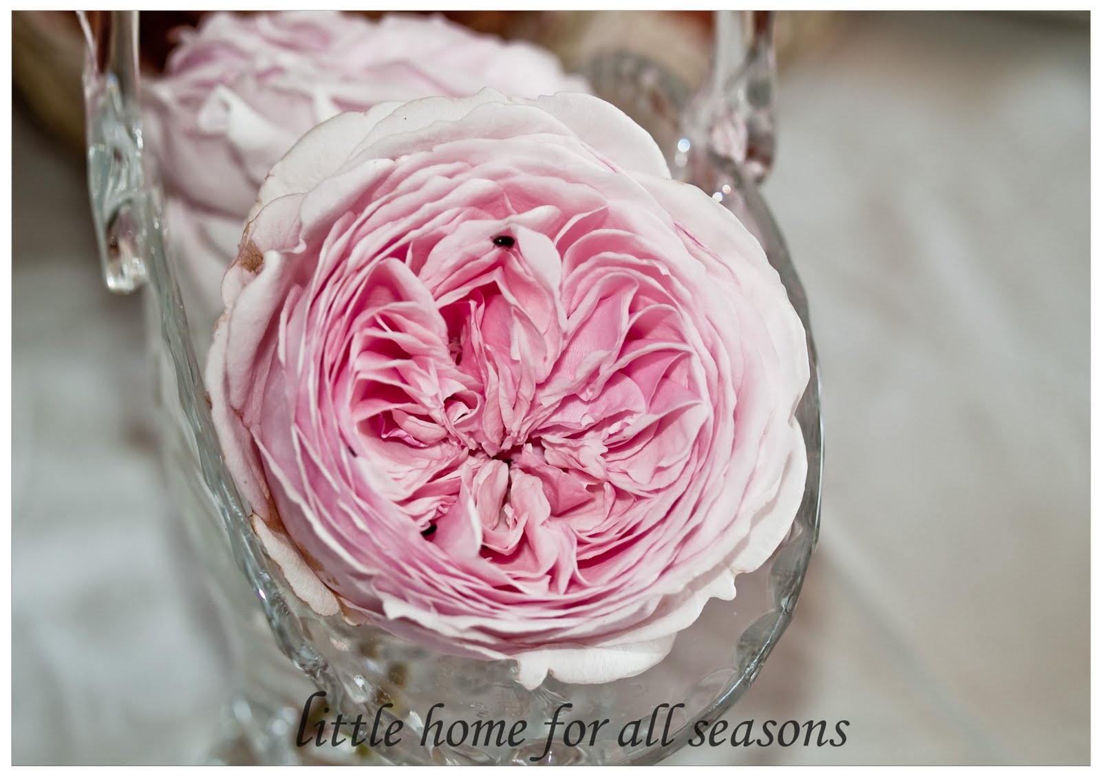 © little home for all seasons: Eine Rose für Maria und noch so einiges...