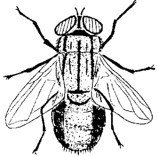 Frank: mosca del barrenador