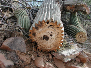 A Cactus a Day: Saguaro life cycle -- Cross section