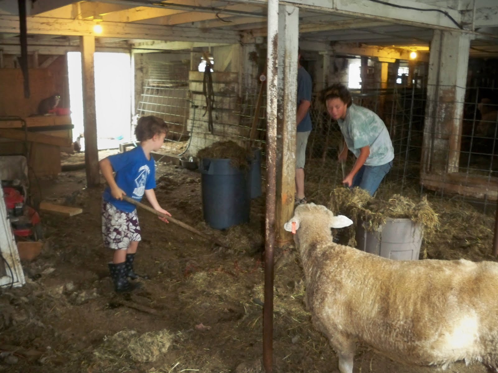 Maggie's Farm: Barn Cleaning