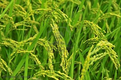 Ashadi`s Blog: ACCELERATED AGING OF PADDY
