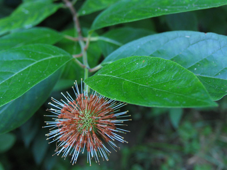 In praise of buttonbush for river restoration.