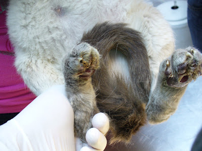 BlogoVetCondeixa: Caso interessante de pododermatite felina