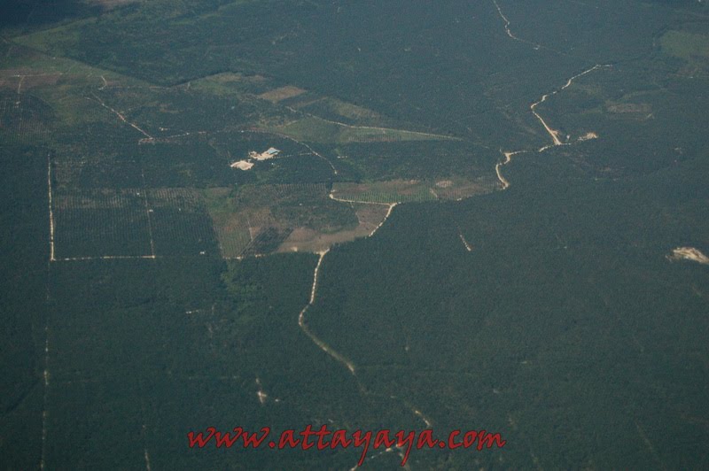 Reformasi Kehutanan | Hancurnya Hutan Riau - Indonesia | Attayaya Blog