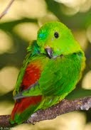 Burung Serindit Melayu (Loriculus galgulus) | Fauna Identitas Provinsi ...