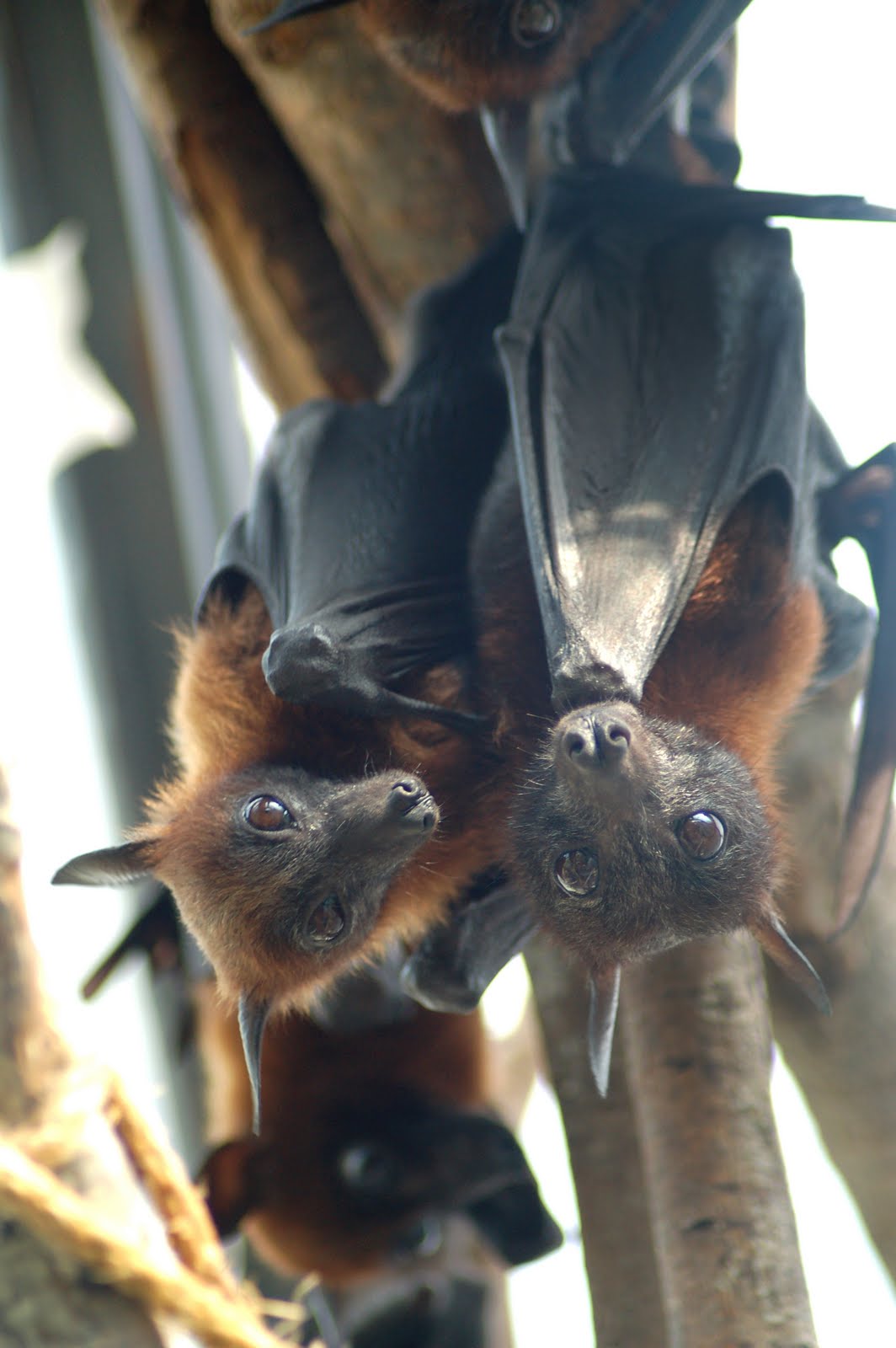 Fotos Francisco Gonzalez: NACIMIENTO DE UNA CRIA DE ZORRO VOLADOR