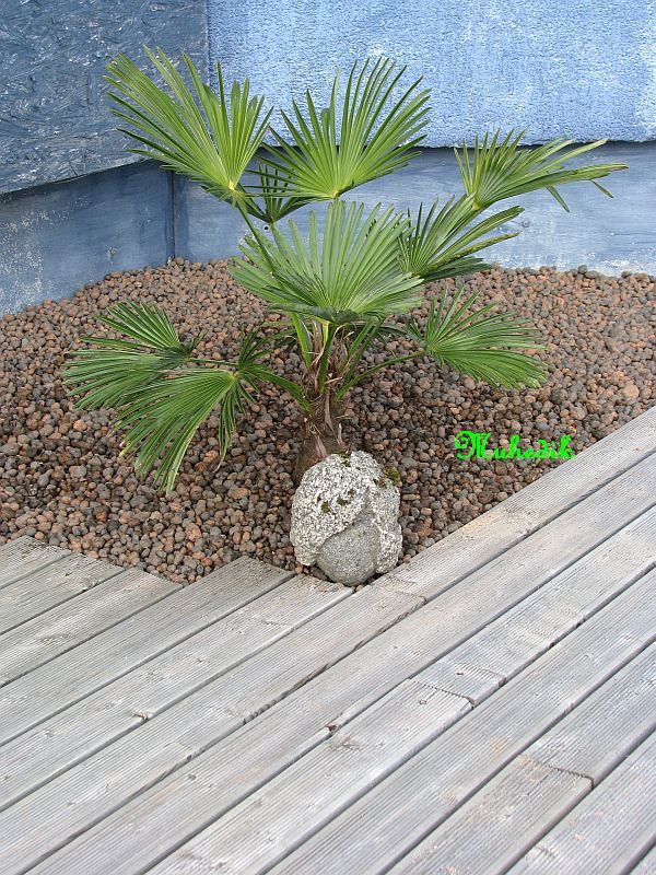 MUHEDIKU MAAILM: EI SEEDRID, EI PALMID...