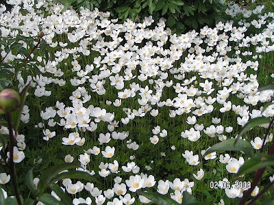 MUHEDIKU MAAILM: VALGE