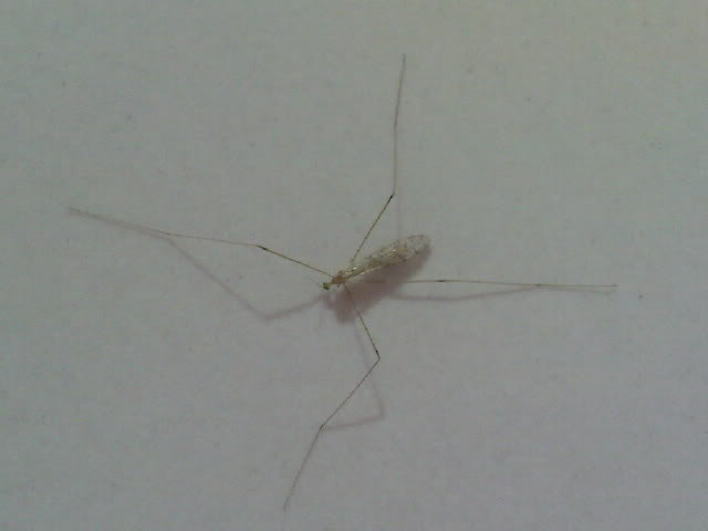 TriciaBarbie's Creatures World: Four Legs Insect