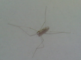 TriciaBarbie's Creatures World: Four Legs Insect