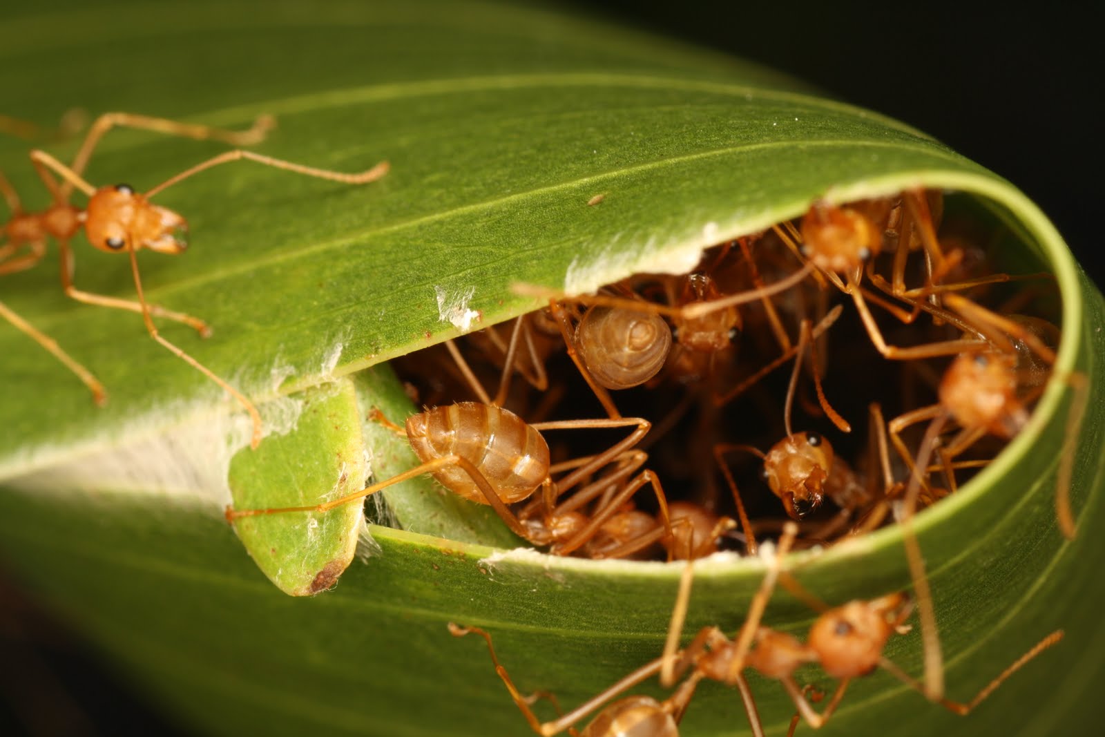 TriciaBarbie's Creatures World: Big Red Ants in Clearwater Sanctuary