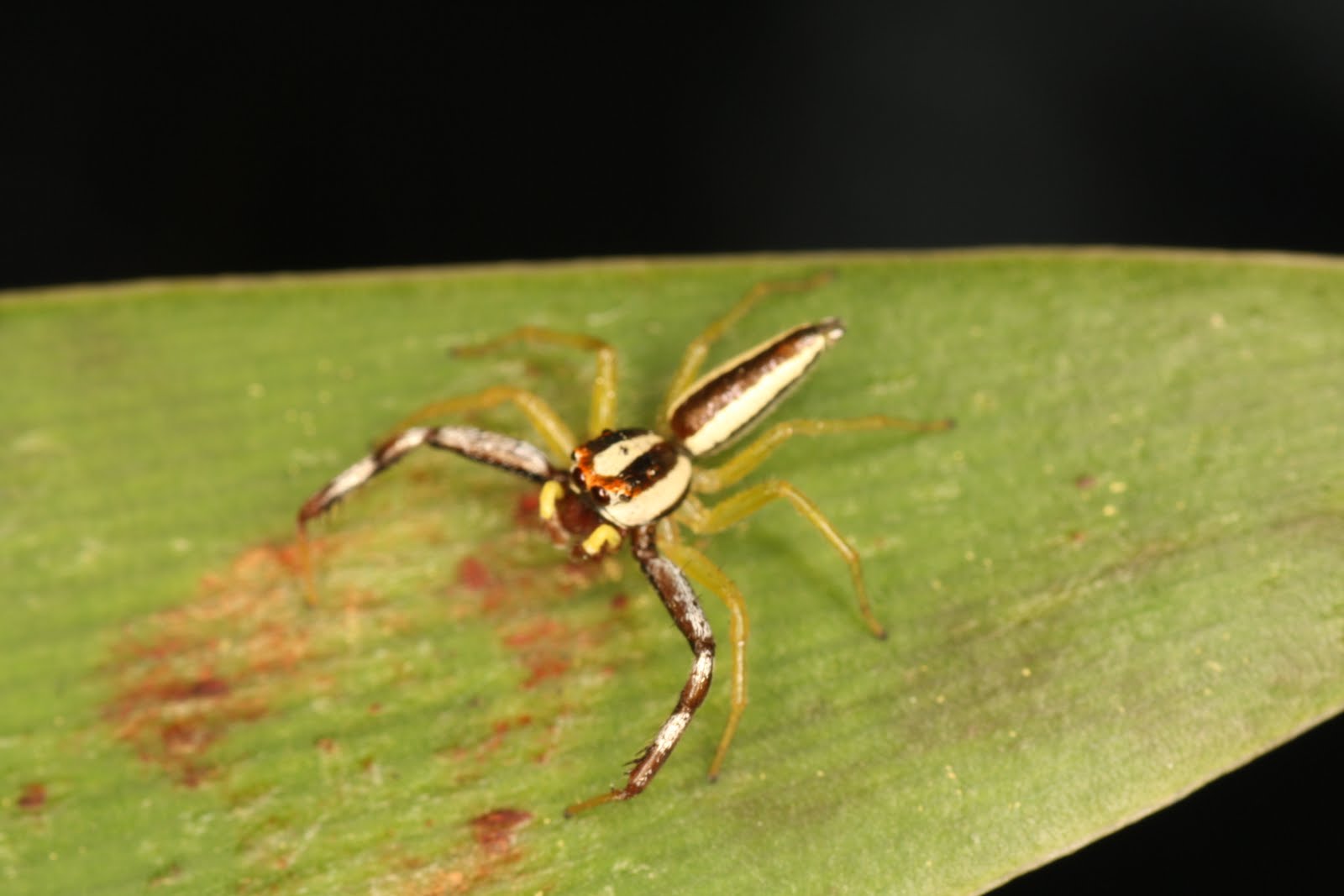 TriciaBarbie's Creatures World: Panda Eye Spider in Clearwater Sanctuary