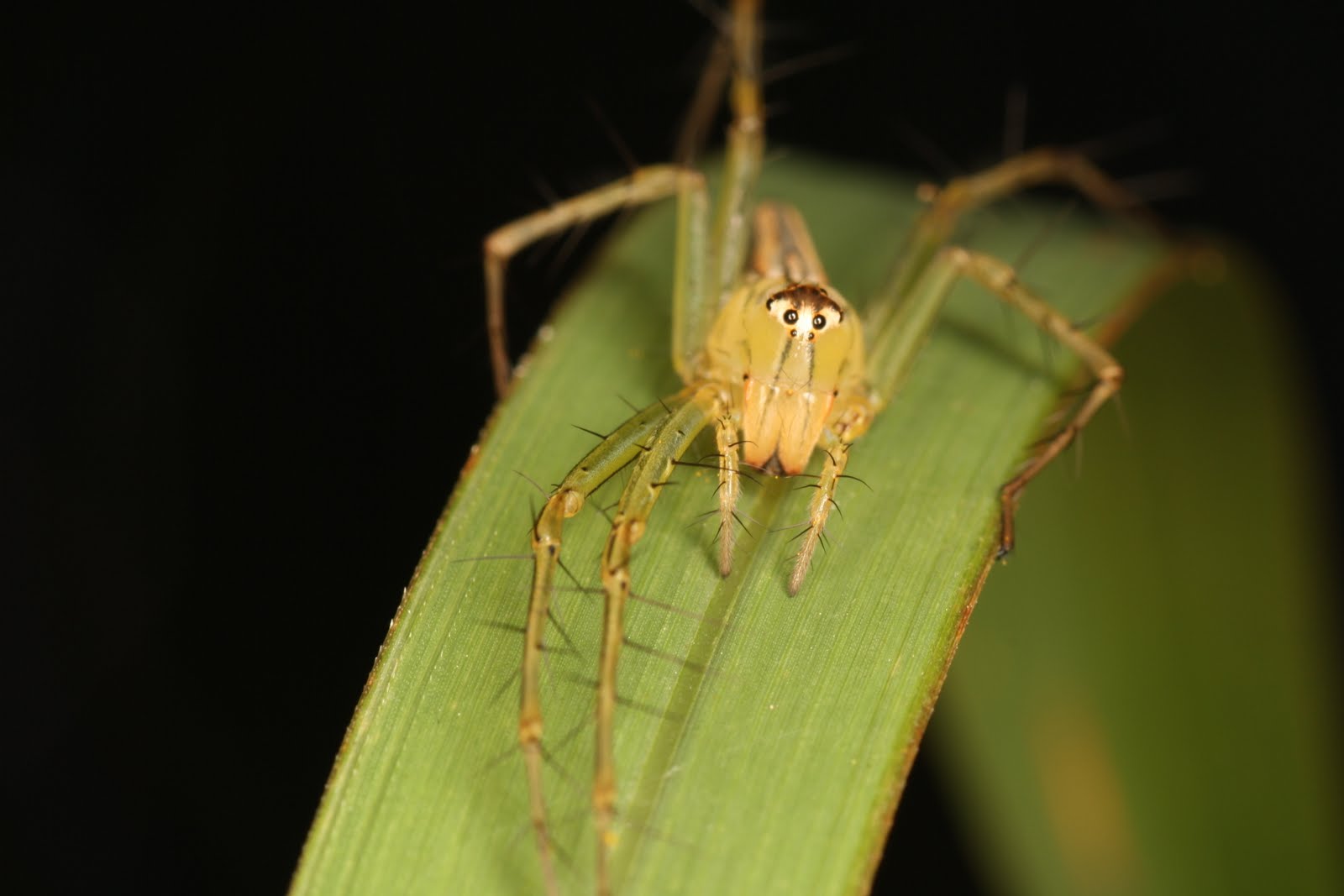 TriciaBarbie's Creatures World: Panda Head Spider in Clearwater Sanctuary