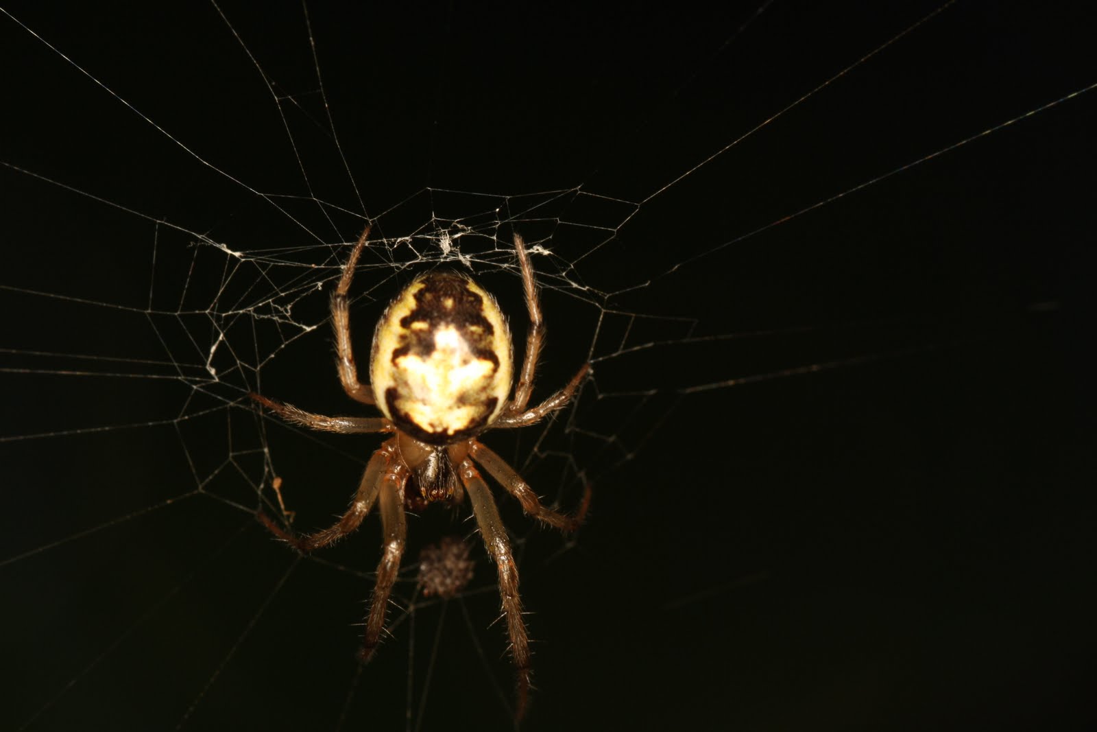 TriciaBarbie's Creatures World: Night Time Spider in Clearwater Sanctuary