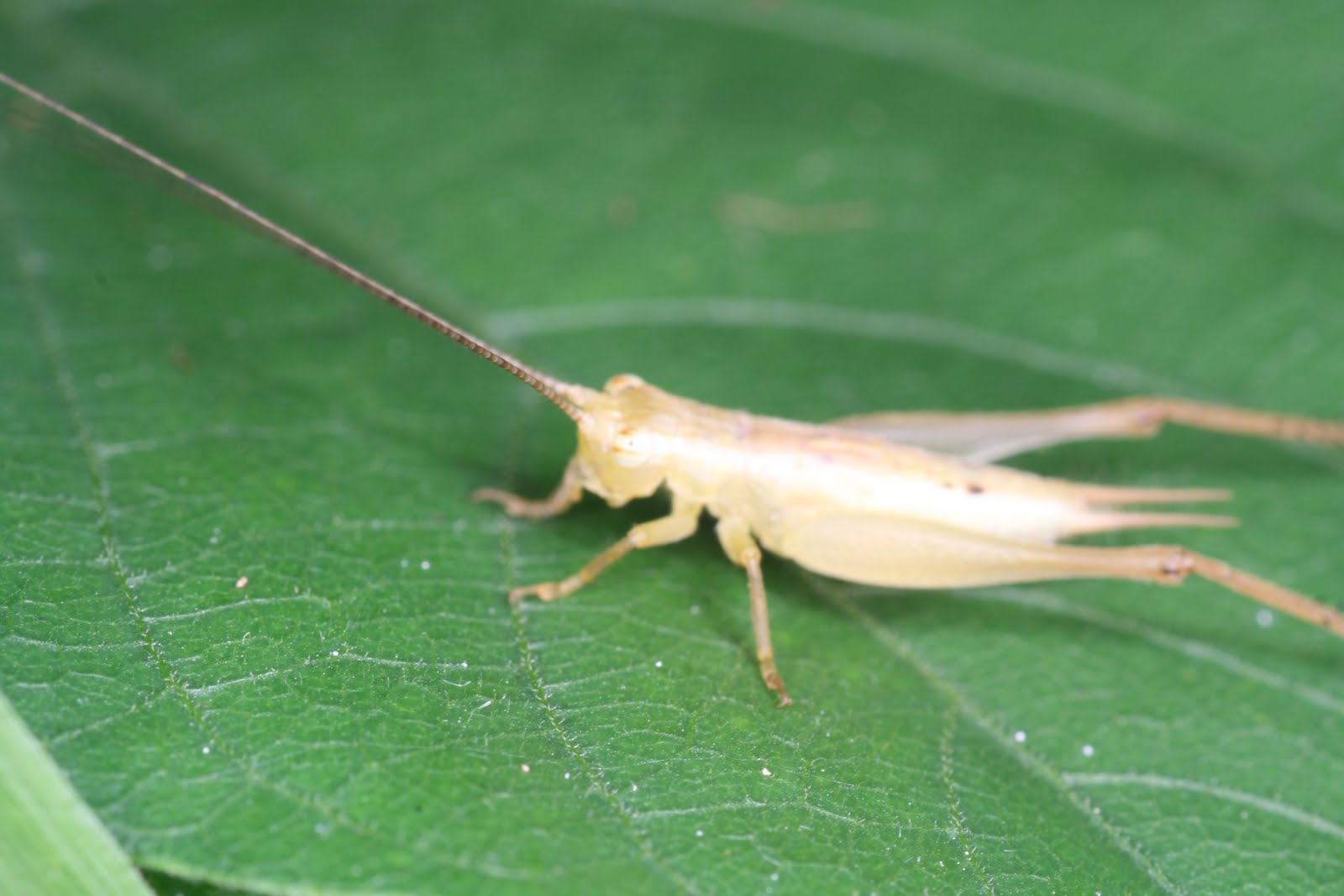 TriciaBarbie's Creatures World: White Grasshopper in Clearwater Sanctuary