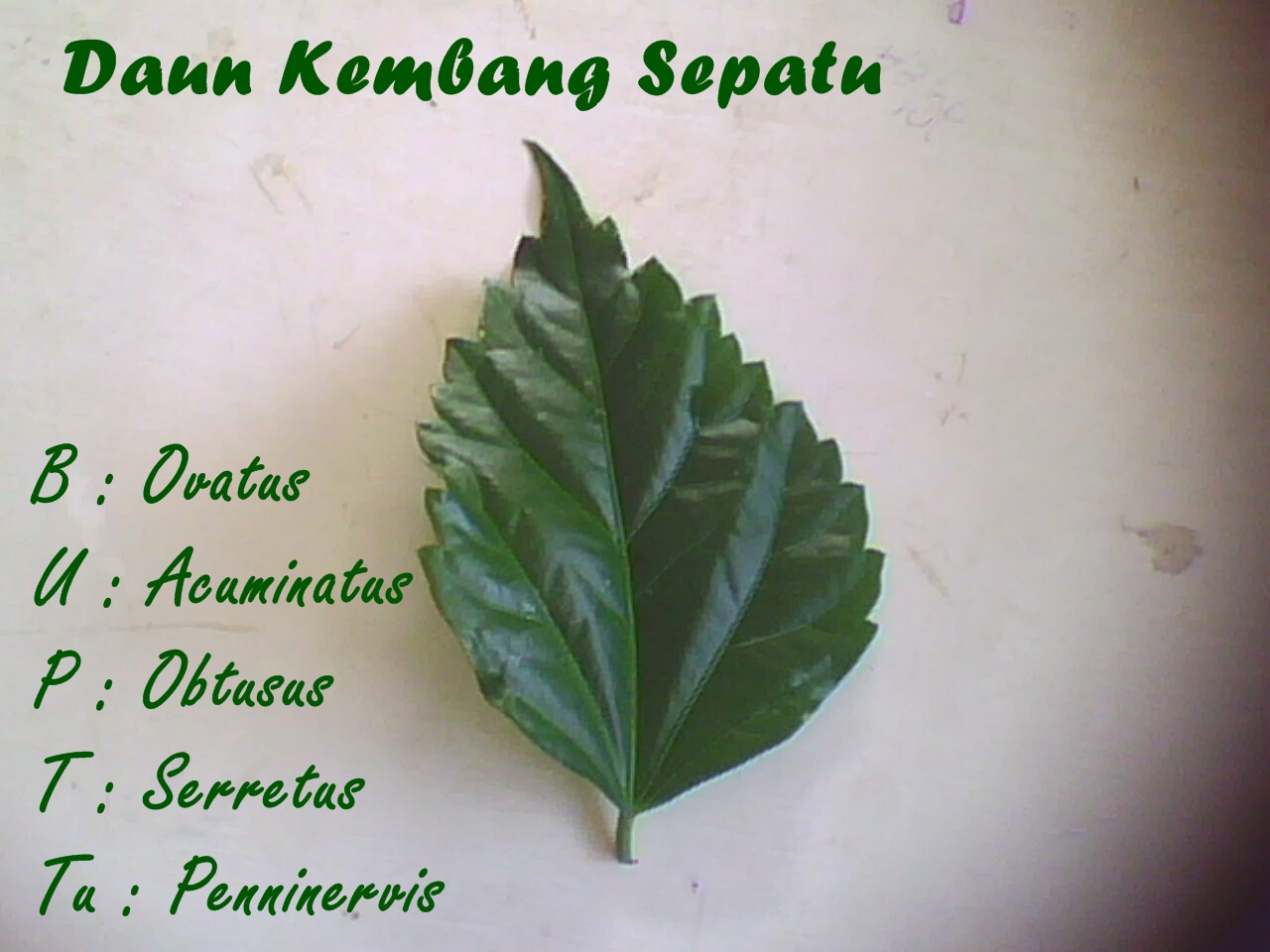 Biologi menjadi sebab kita bisa selalu bertafakkur. . .: Alat Tambahan ...