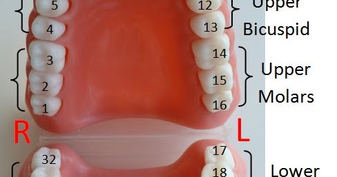 Tooth Identification