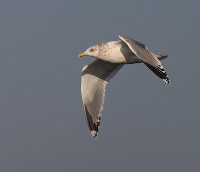 Chris Gibbins - gulls & birds: Adult Vega Gull wing-tip patterns