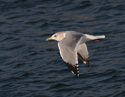 Chris Gibbins - gulls & birds: Adult Vega Gull wing-tip patterns
