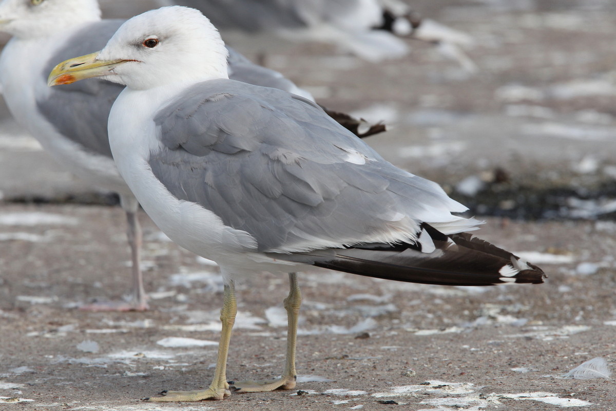 Chris Gibbins - gulls & birds: Adult Caspian Gulls, Lithuania ...