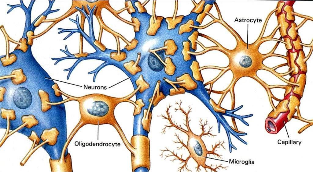Células da Glia (gliócitos) - Ciências Biológicas do Professor Bolha
