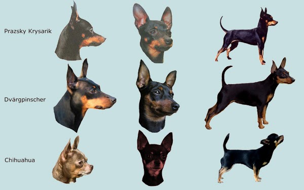 XinWen Photography: Pražský krysařík