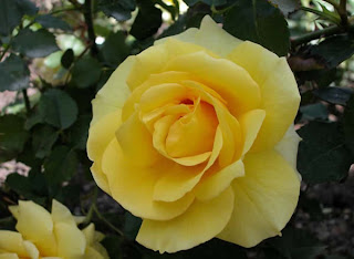 FELIZ FAMÍLIA FELIZ: MINHA ISABELA, A FLOR MAIS BELA