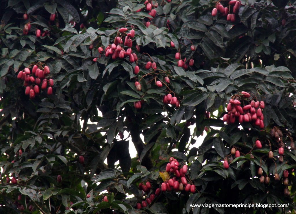 Viagem a S. Tomé e Príncipe: Frutos
