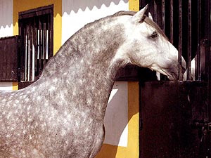 EL CABALLO: ESPALDA, CRUZ Y BRAZO. ESPALDA: