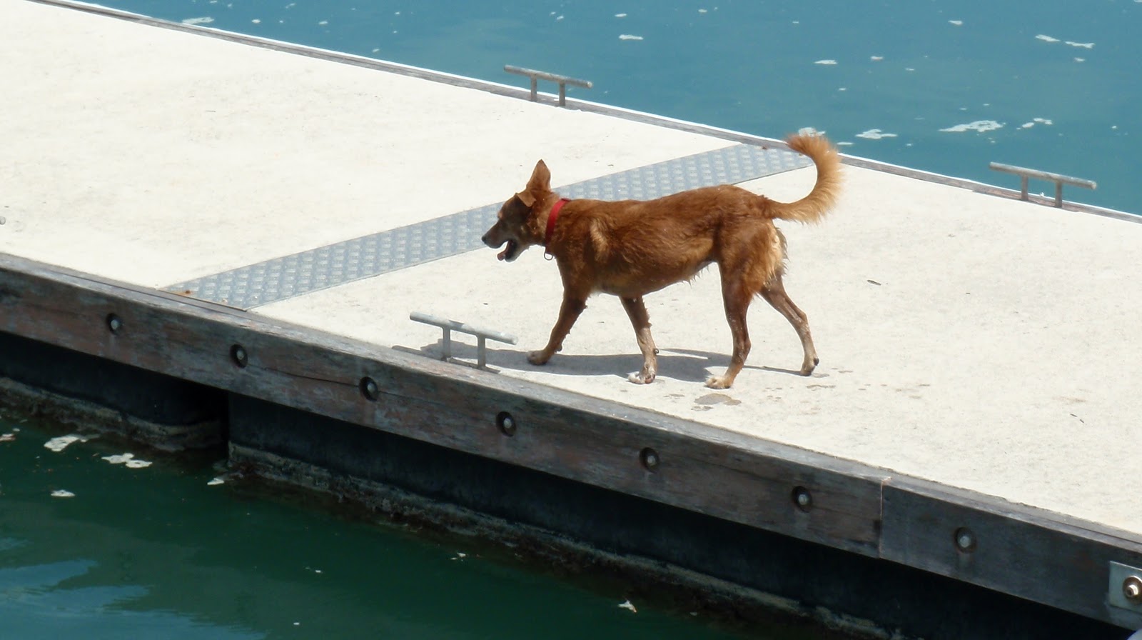 Help to Fiji Street dogs by The Flicka Foundation