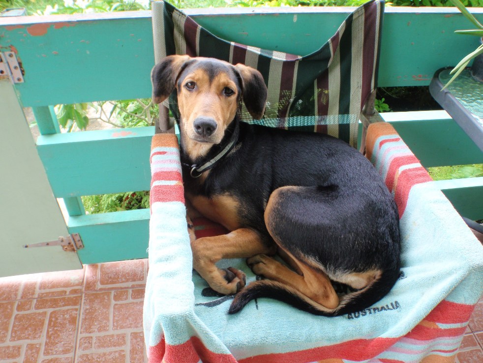 Help to Fiji Street dogs by The Flicka Foundation