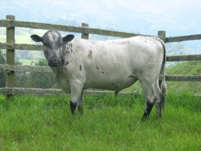 GANADO CRIOLLO COLOMBIANO BLANCO OREJINEGRO