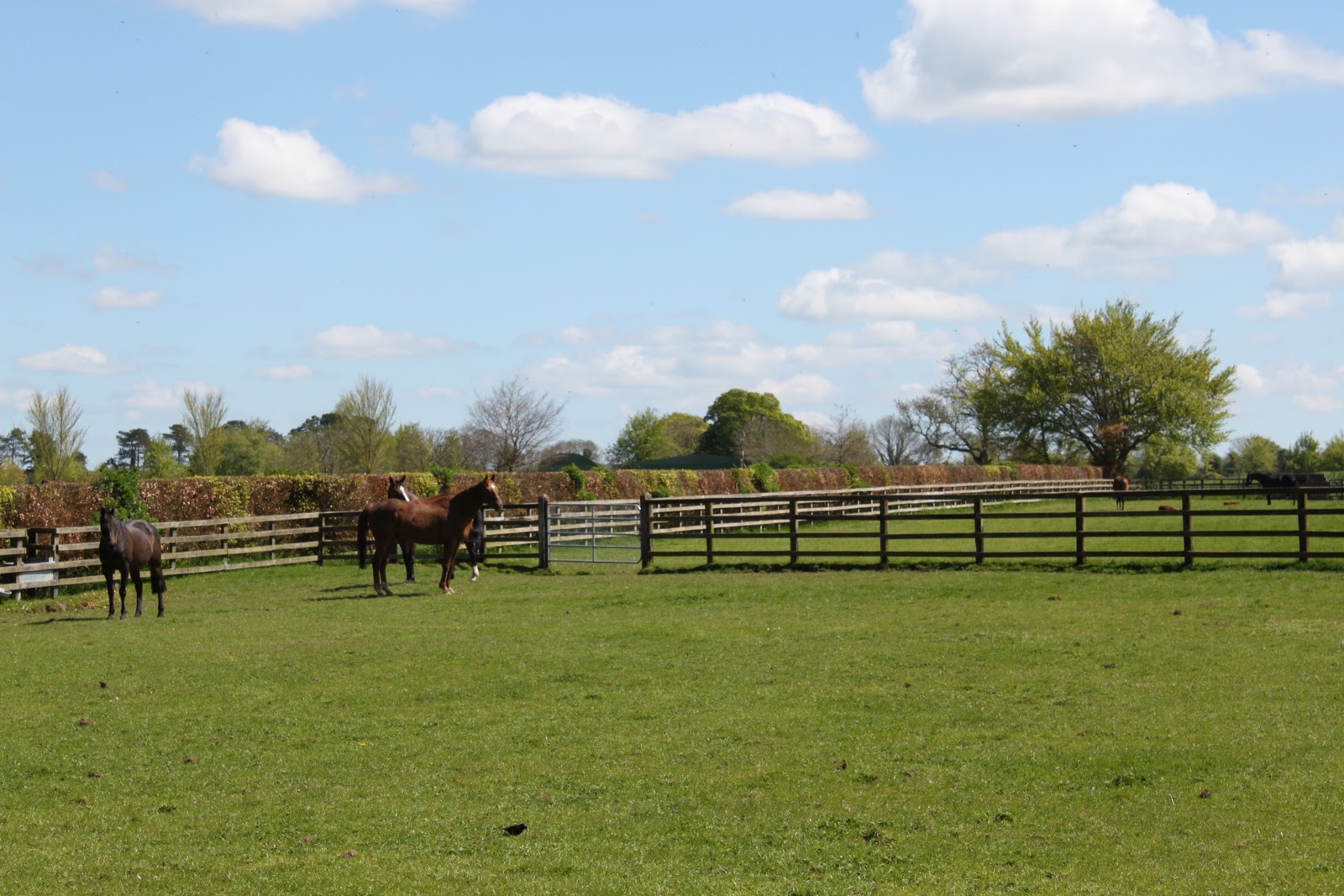 Murphys Irish Law: National Stud Farm, Rock of Cashel and Cork