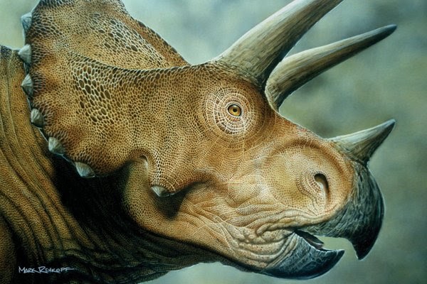 Tsunosaurus: Triceratops (DESATUALIZADO)