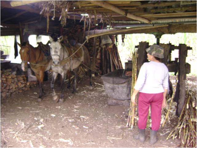 GALERÍA GEOGRÁFICA: Panela Artesanal en el Banco de Palmira, Distrito ...