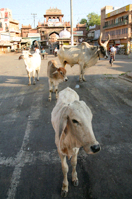 Voyage en Inde: Vache en Inde: Sacrée et reine