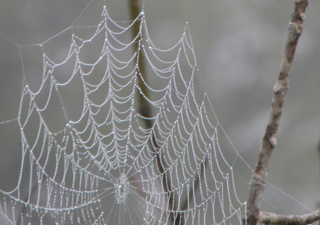 Life, Birding, Photos and Everything: Raptor Rhapsody