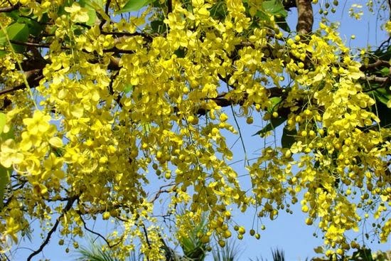 Random thoughts: Bahava - Yellow pearls hanging from tree