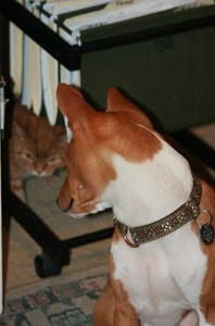 Basenji Rescue and Transport Blog: Basenjis and Manx Cats